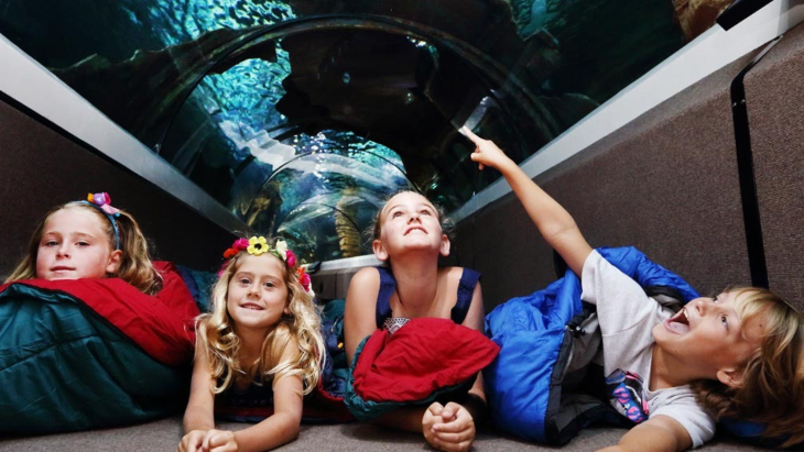 The Best Zoo Sleepovers In Australia | ellaslist