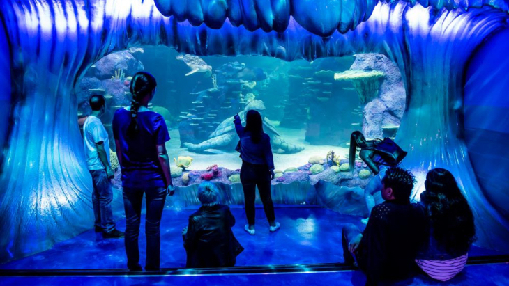 SEA LIFE Sydney Aquarium and WILD LIFE Zoo New VIVID Experience | ellaslist