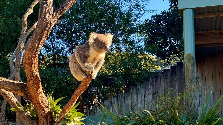 Symbio Wildlife Park: One of Our Favourite Animal Outings is Now ...