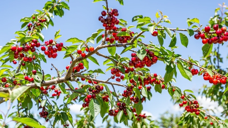 Where to go Cherry Picking in NSW This Season | ellaslist