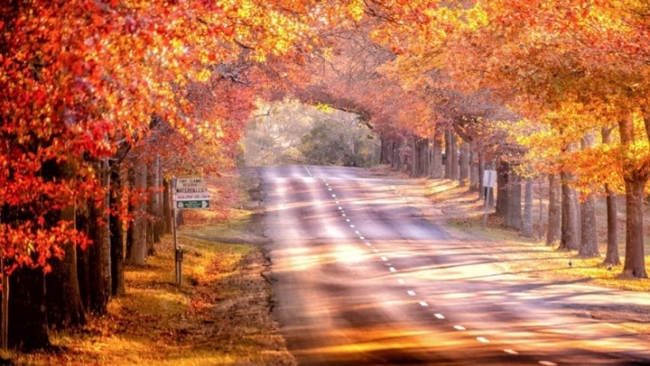 Autumn Leaves in Melbourne: Fall In Love at These Magical Spots | ellaslist