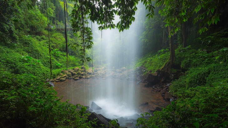 Dorrigo National Park: Walk Through a Magical Waterfall | ellaslist